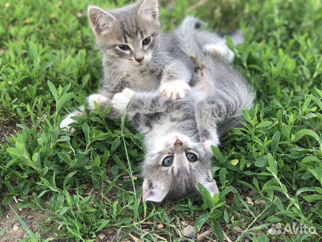 Котята от кошки-мышеловки