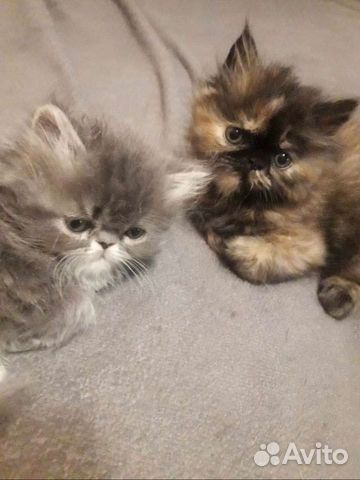 Персидские котята