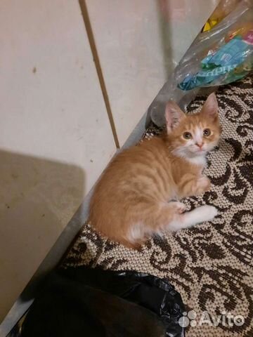 Котята в добрые руки