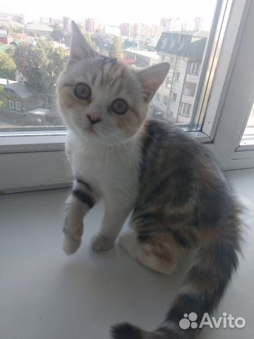 Шотландский короткошерстный котенок Джулия