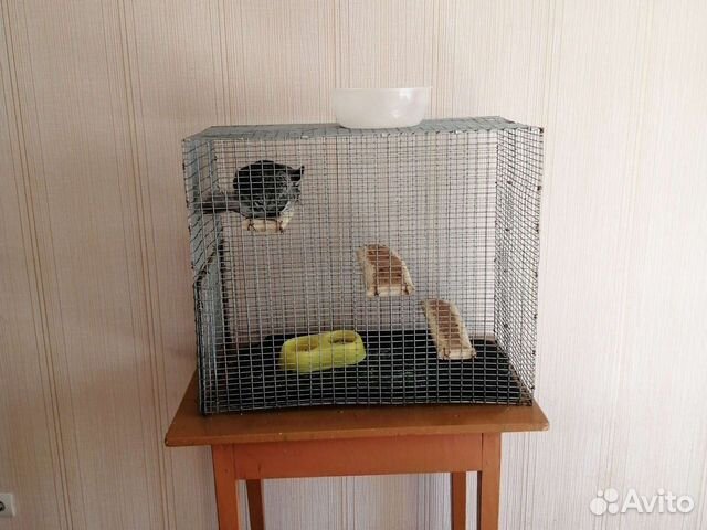 Шиншила мальчик