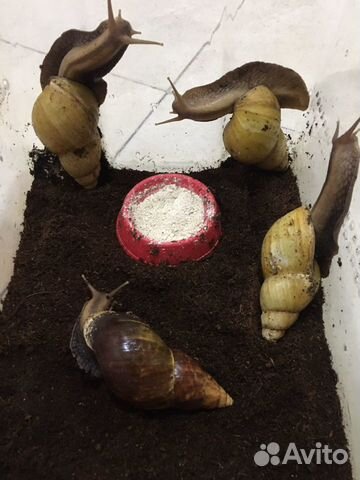Улитки Ахатины фулика вместе с контейнером