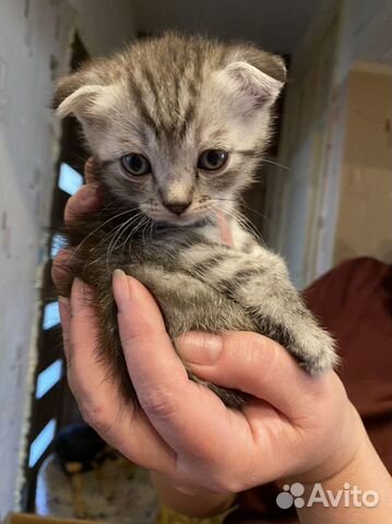 Шотландские котята