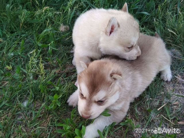 Хаски щенки