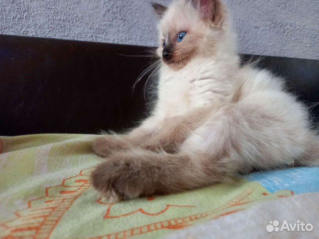 Котёнок