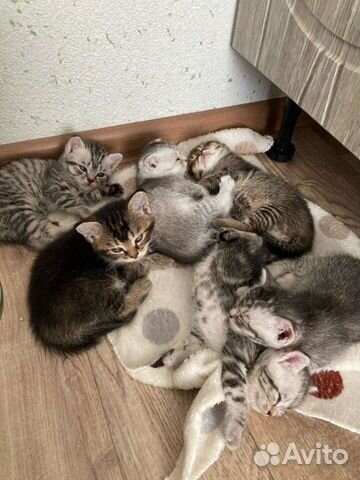 Британские котята