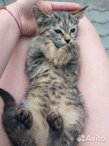 Помесь Курильского бобтейла кошечка