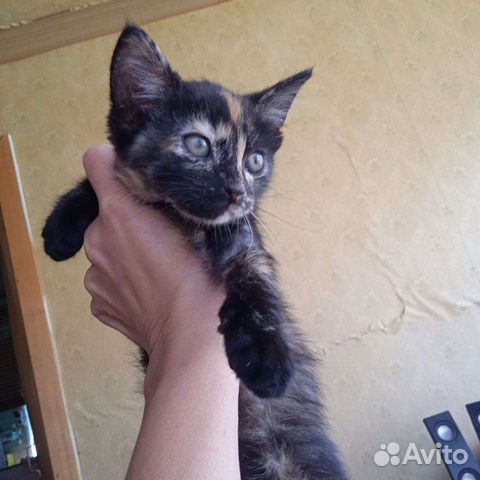 Девочка Лисонька