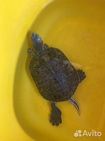 Черепаха водная