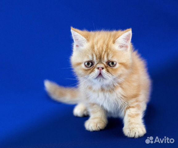 Красивая кошечка экзот