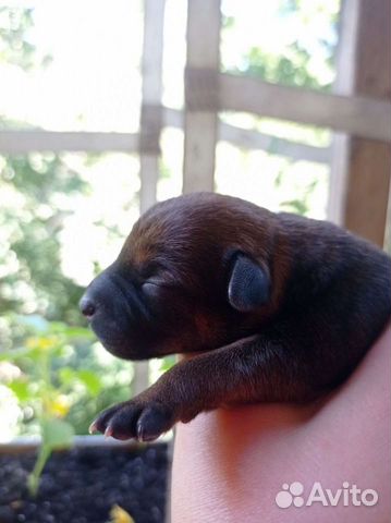 Ксолоитцкуинтли миниатюра пуховый