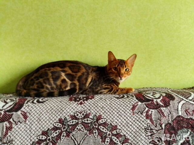Бенгальская кошка