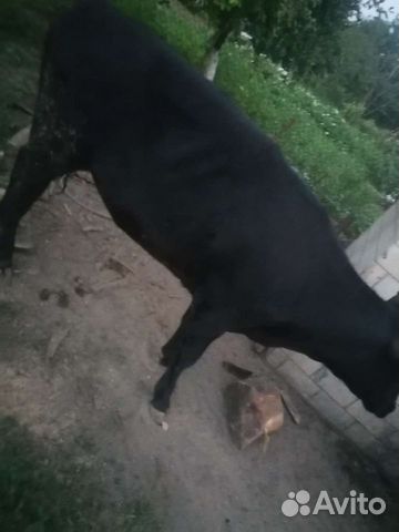 Тёлка на завод