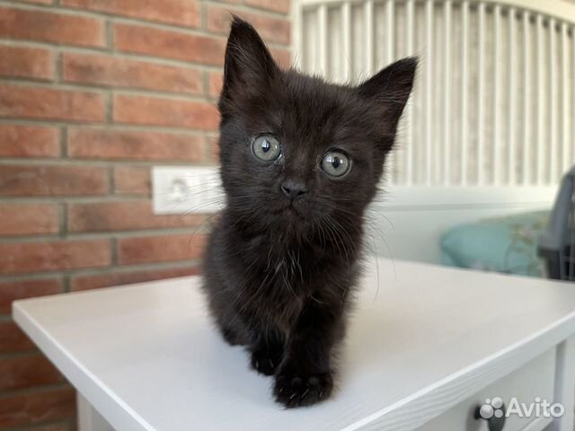 Замурчательная Пантерка в добрые руки, привита