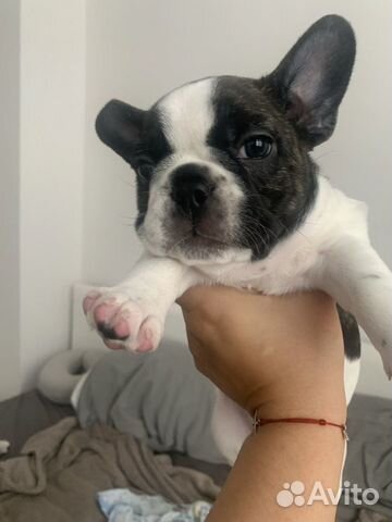 Французский бульдог
