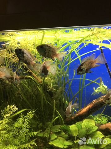 Аквариумные рыбки Нанакара