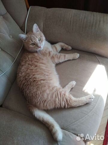 Кот спокойный