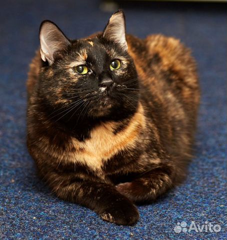 Познакомьтесь это Куся (и Кирюша)