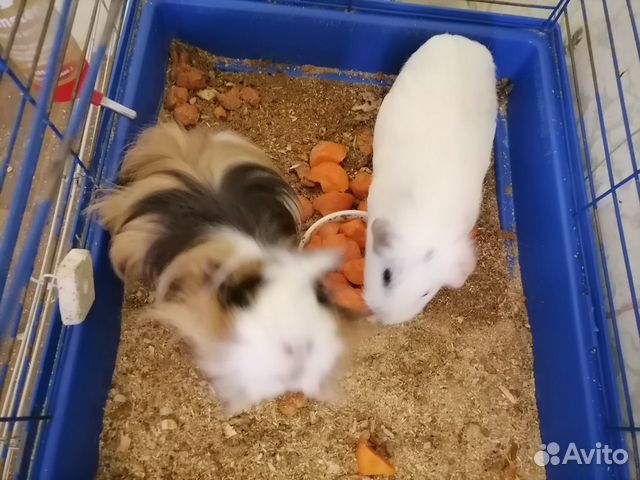 Морские свинки, пара