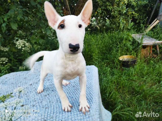 Миниатюрный бультерьер мальчик