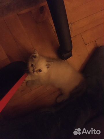 Персидский кот экзот