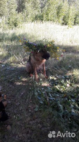 Щенки немецкой овчарки