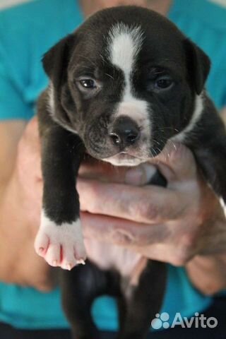 Американский питбуль терьер (аптб) питбуль