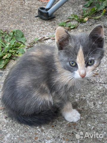 Котята крысоловы