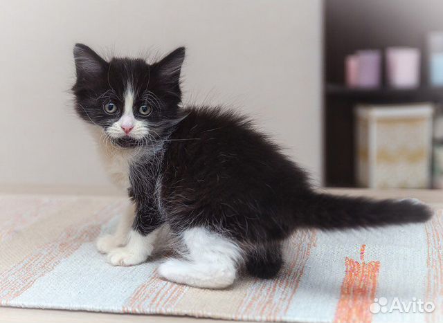 Шикарная котодевочка ищет дом