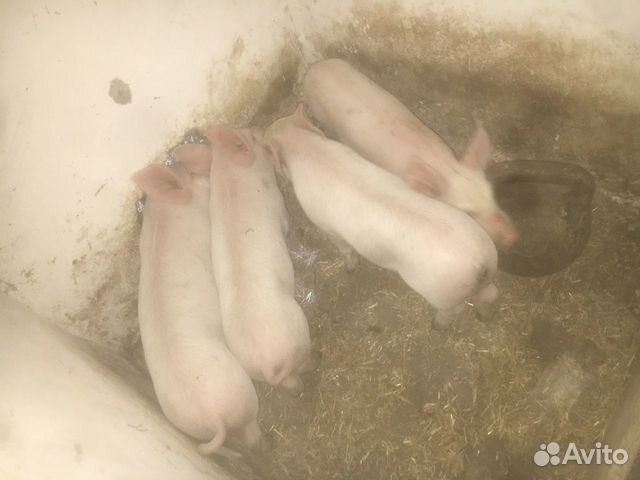 Украинская белая