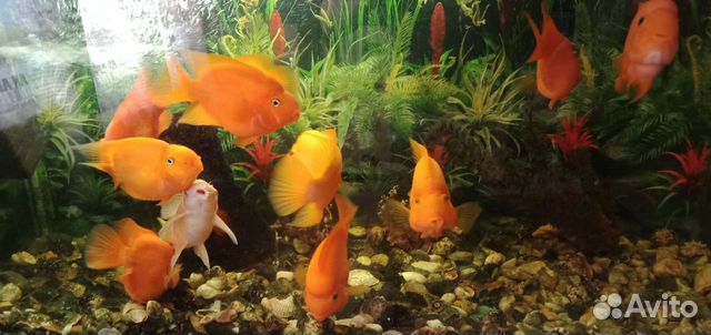 Аквариум +рыбки