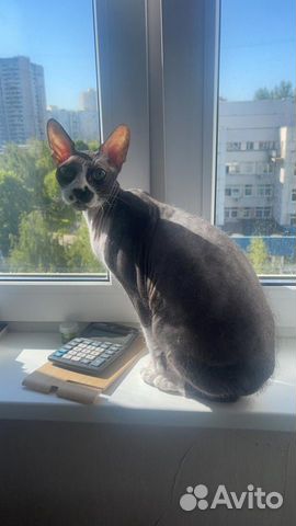 Кот в добрые руки