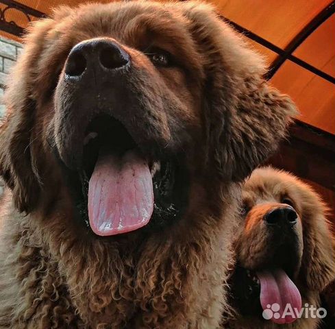 Тибетский мастиф