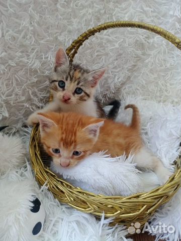 Три хорошеньких котенка
