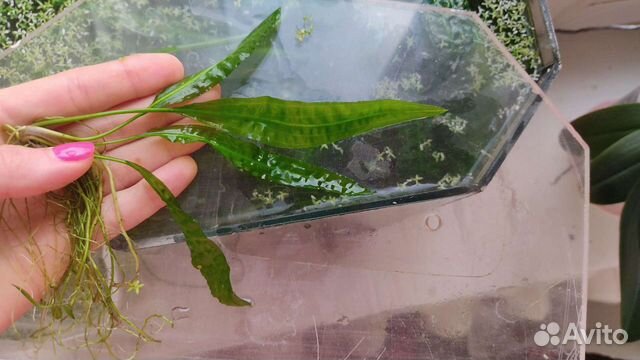 Аквариумные растения