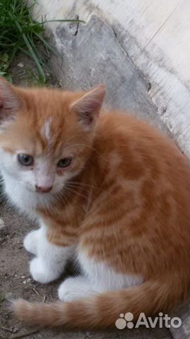 Котенок Рыжее Чудо