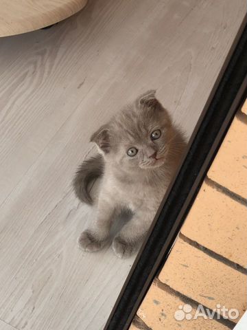 Шотландские вислоухие