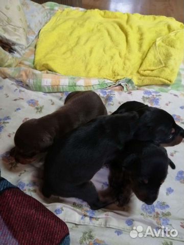 Щенки добермана