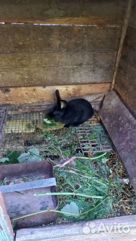 Кролики есть венские 1 мальчик и одна девочка и 3
