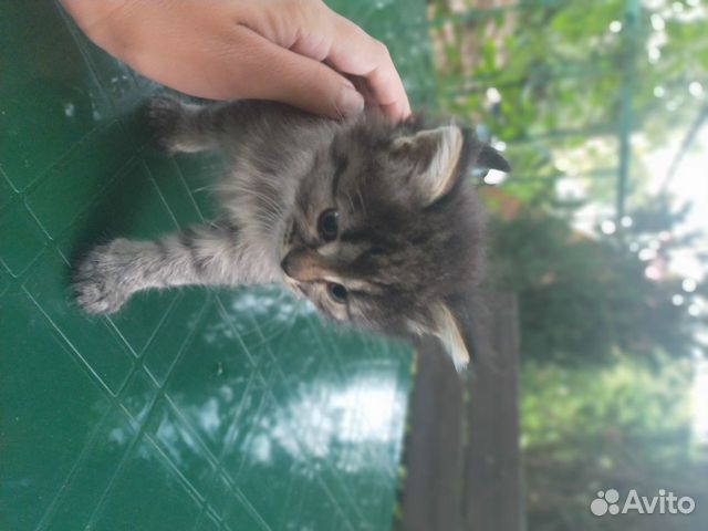 Котята в добрые руки (1р.)