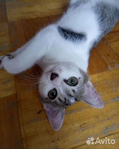 Котенок мальчик Кнопа 3,5 мес