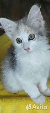 Кошка котенок в дар