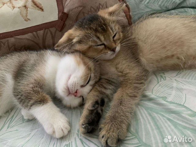 Британская кошка шиншилла