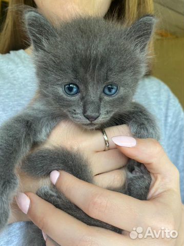 Котята ищут дом