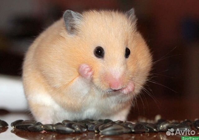 Отдам хомяков
