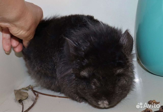 Шиншилла в добрые руки