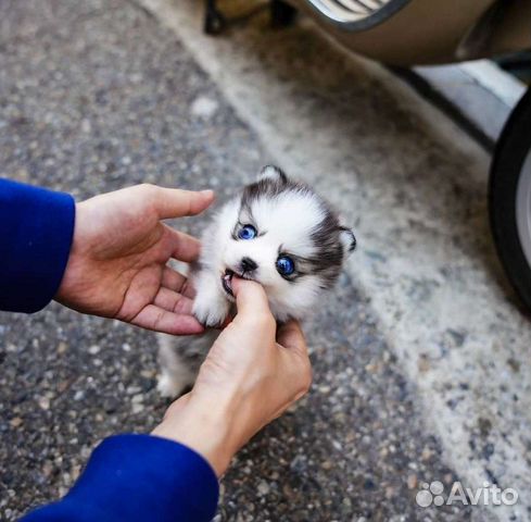 Помски Импорт Корея