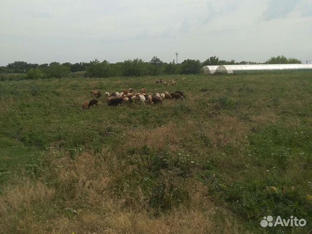 Овцы бараны ягнята