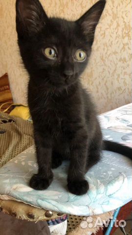Котейка 2 мес