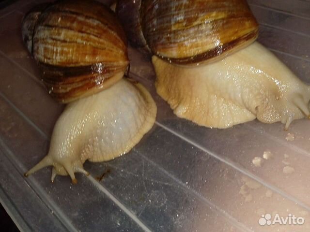 Улитка фулика